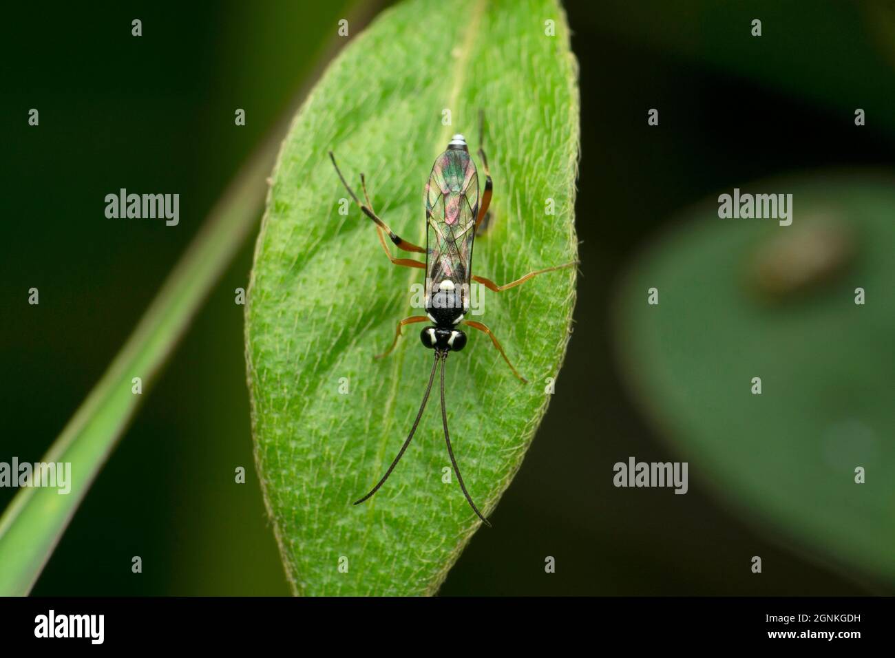 Parasitoid wasp species, Satara, Maharashtra, India Stock Photo - Alamy