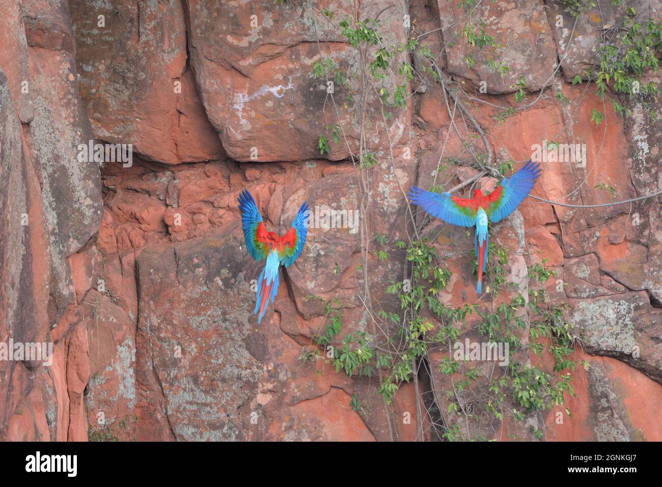 A pair of scarlet macaws flying up a rocky cliff in the daylight Stock ...
