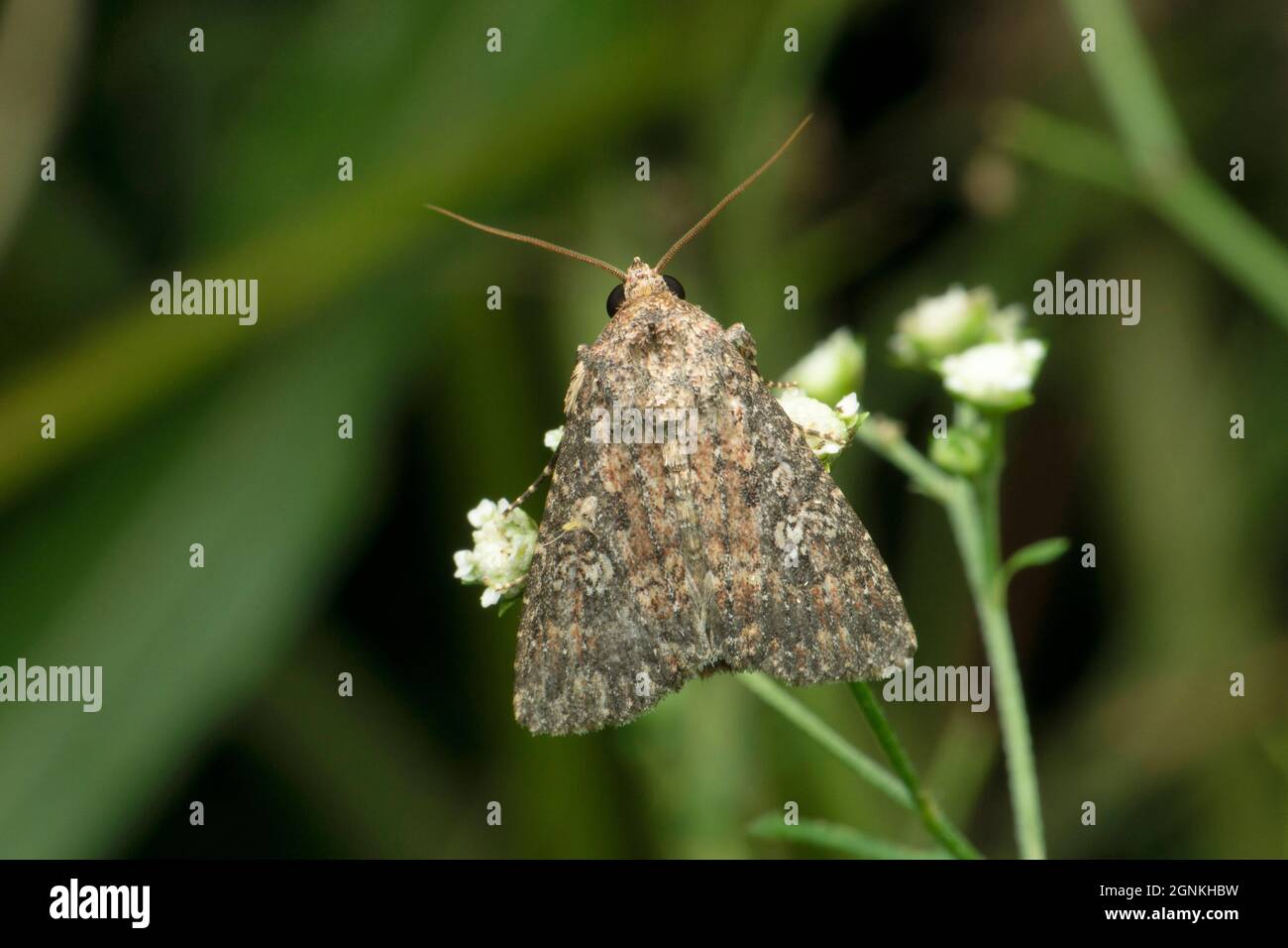 Black peppered moth hi-res stock photography and images - Alamy