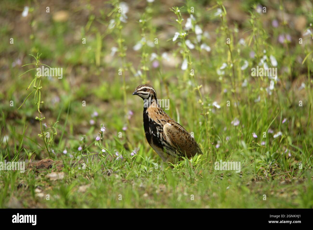 Coturnix coromandelica hi-res stock photography and images - Alamy