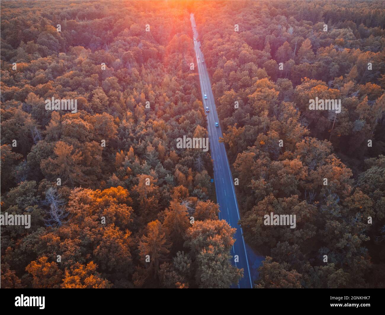 Top-down view of a road leading through a forest. Sunset and golden ...