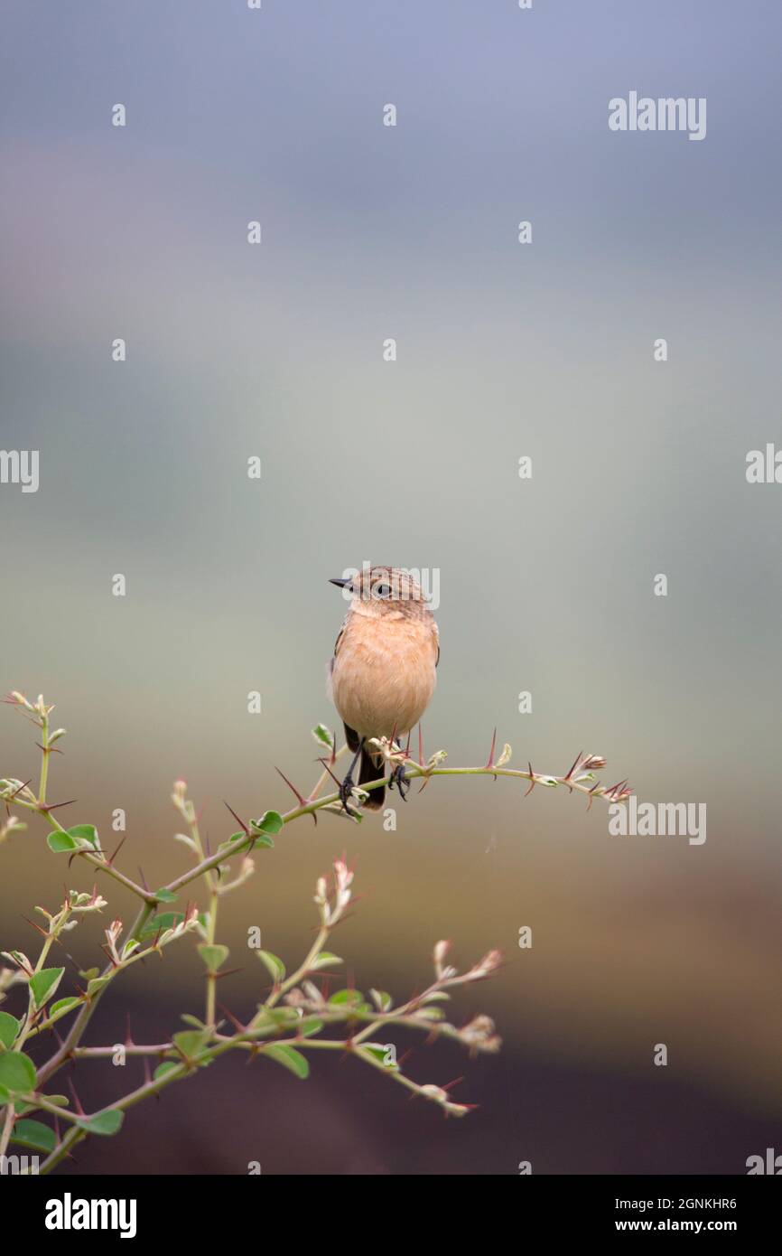 Female Siberian stonechat or Asian stonechat, Saxicola maurus, Satara ...