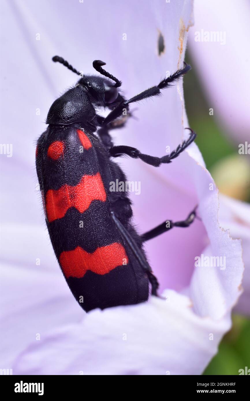 Red banded blister beetle (Hycleus biundulatus) feeding on flower petal ...