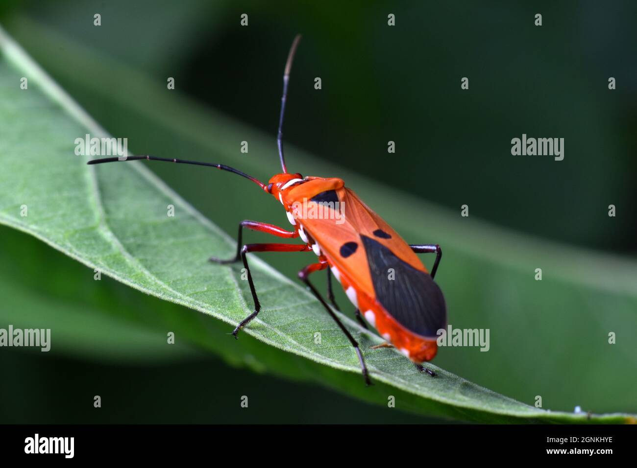 Adult stage of cotton stainer bug hi-res stock photography and images ...