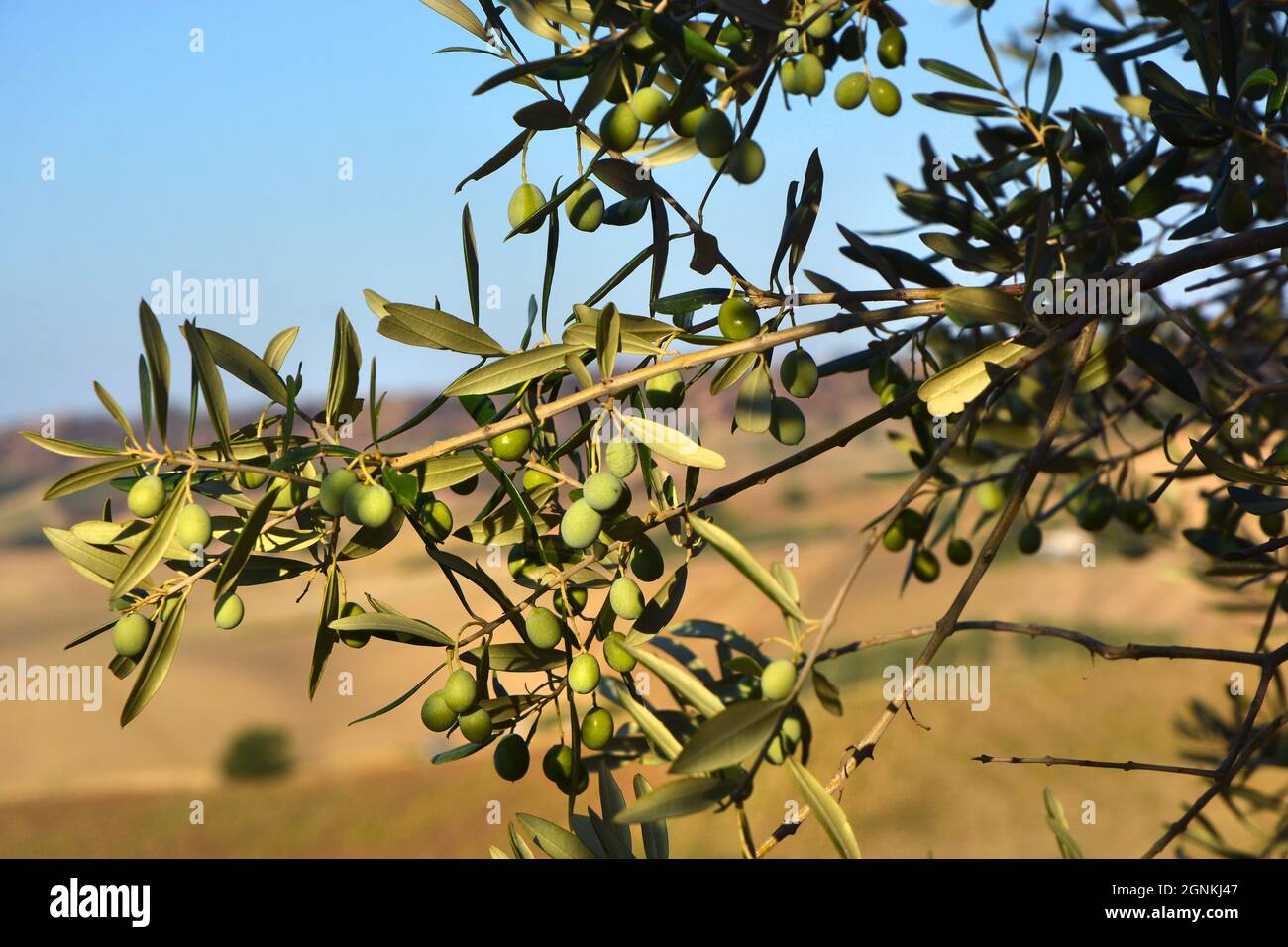 Branch of olive tree for production of extra virgin oil in South Italy ...