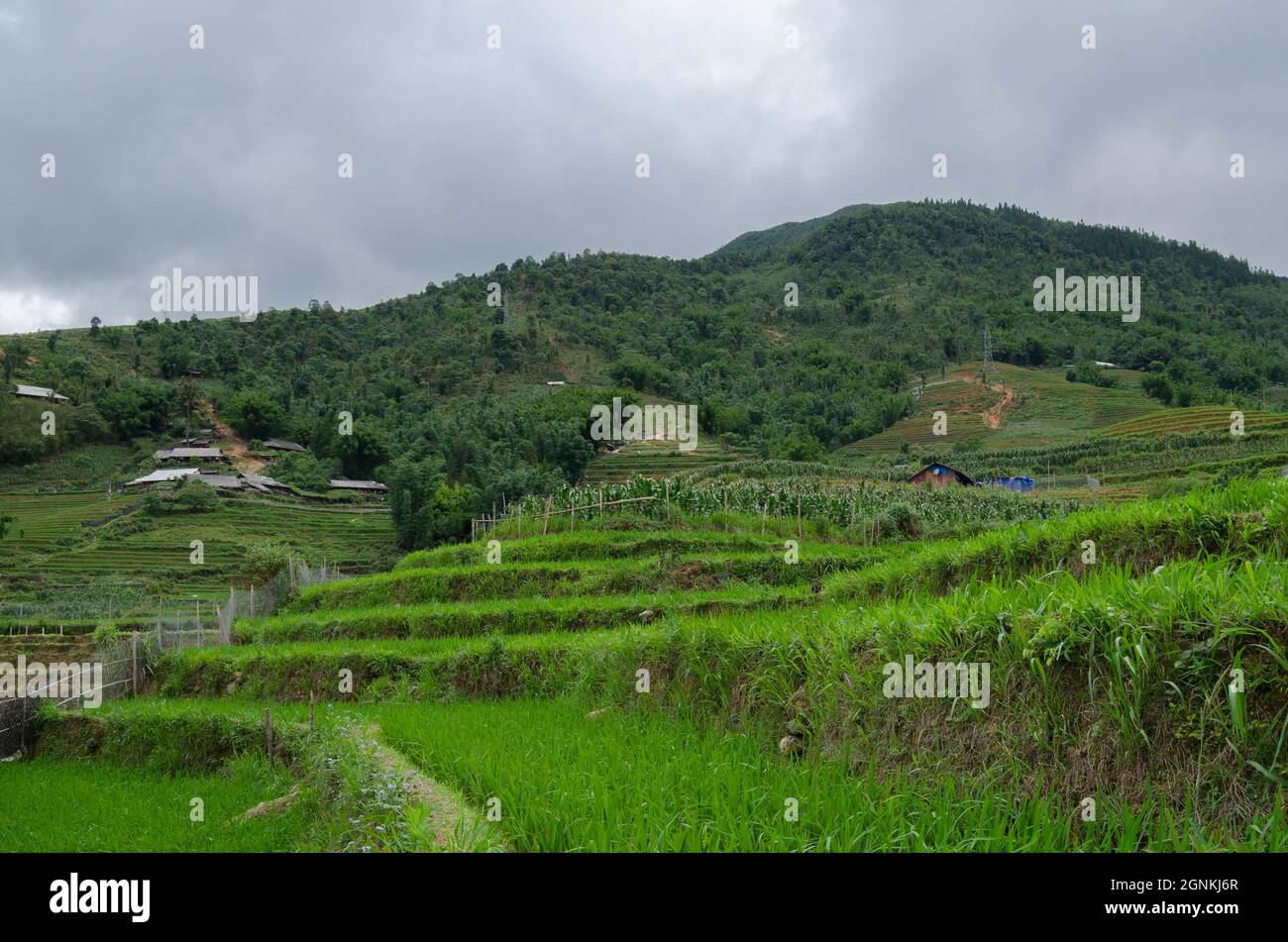 Rice terrace development hi-res stock photography and images - Alamy