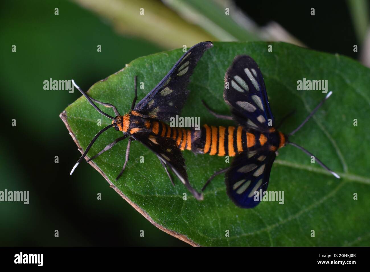 Wasp moth mating hi-res stock photography and images - Alamy