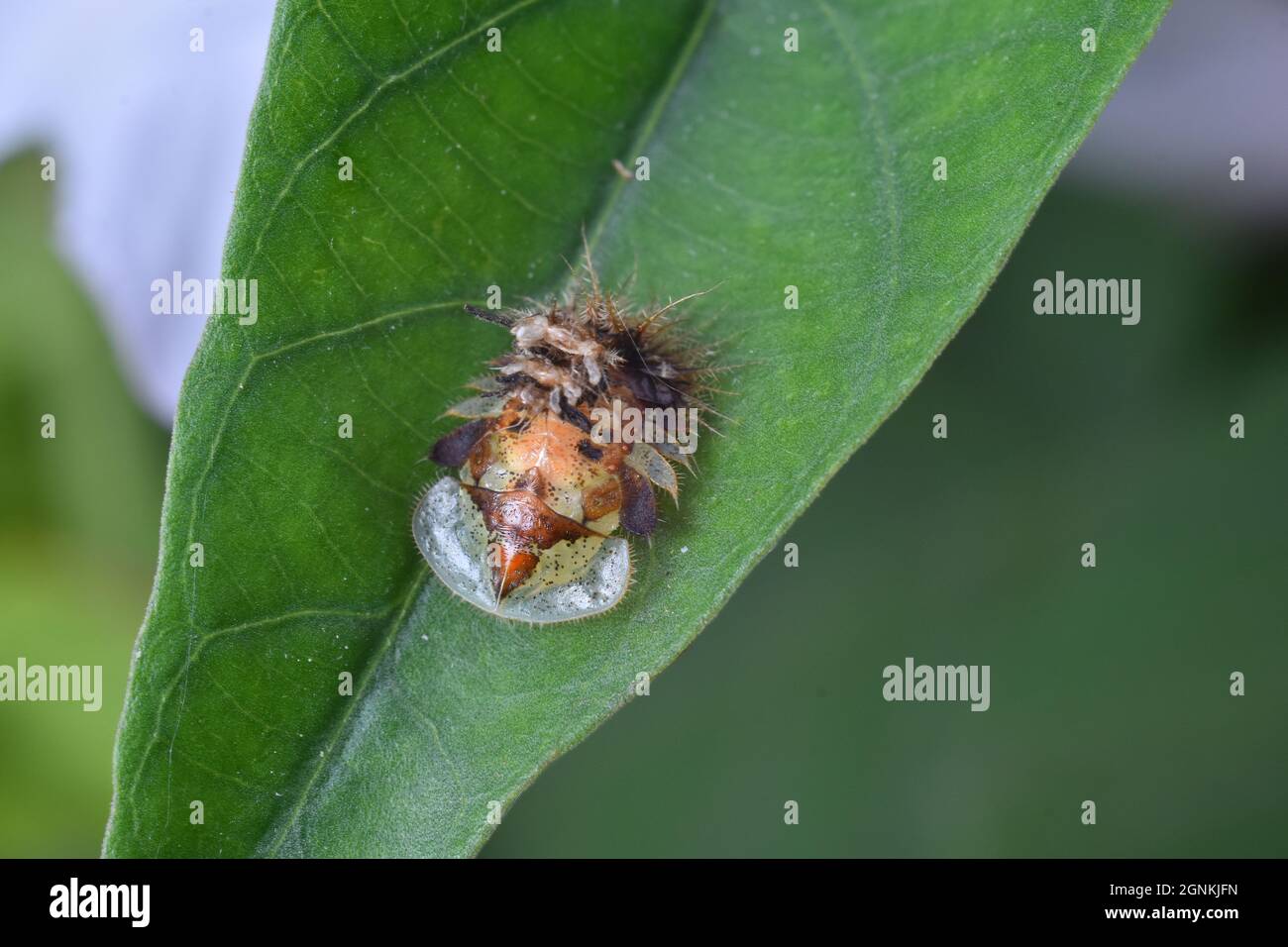 Tortoise beetle (Aspidimorpha sanctaecrucis) larval stage Stock Photo ...