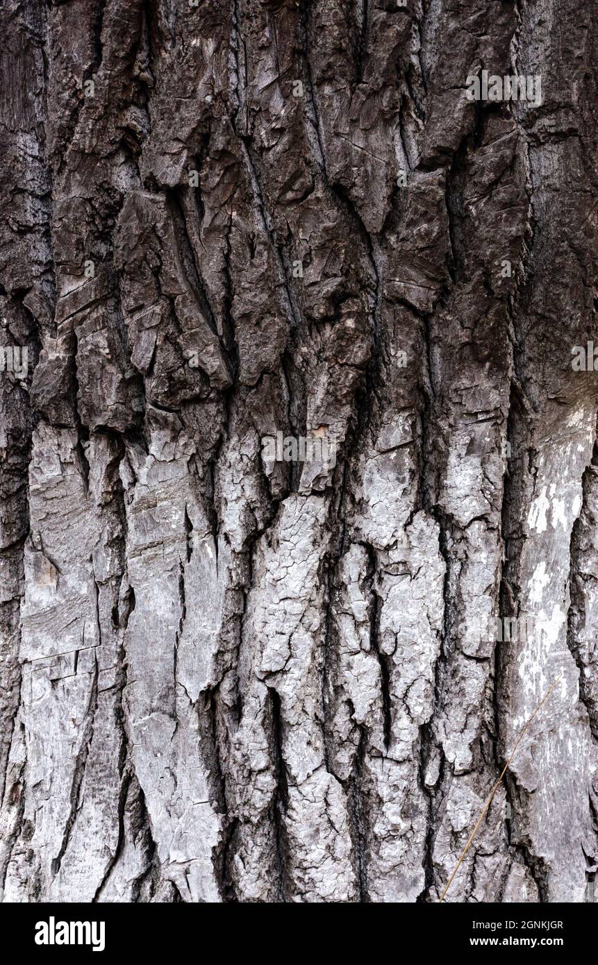 The bark of an old tree. Half of the bark is black and half is colored ...