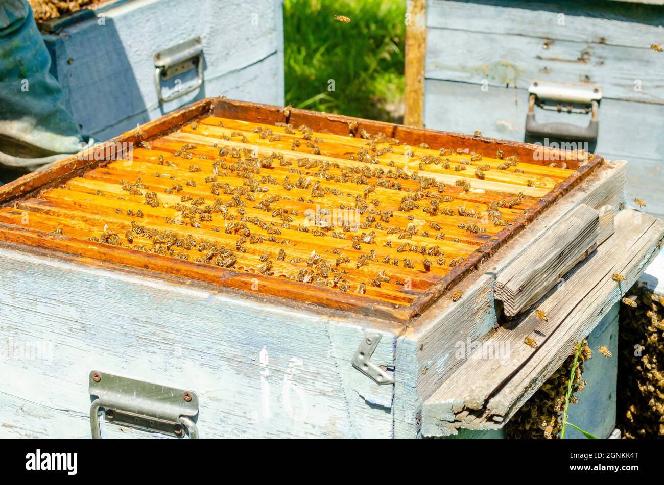 Honey beehive with frames and bees. Side view. Bees fly over the street ...