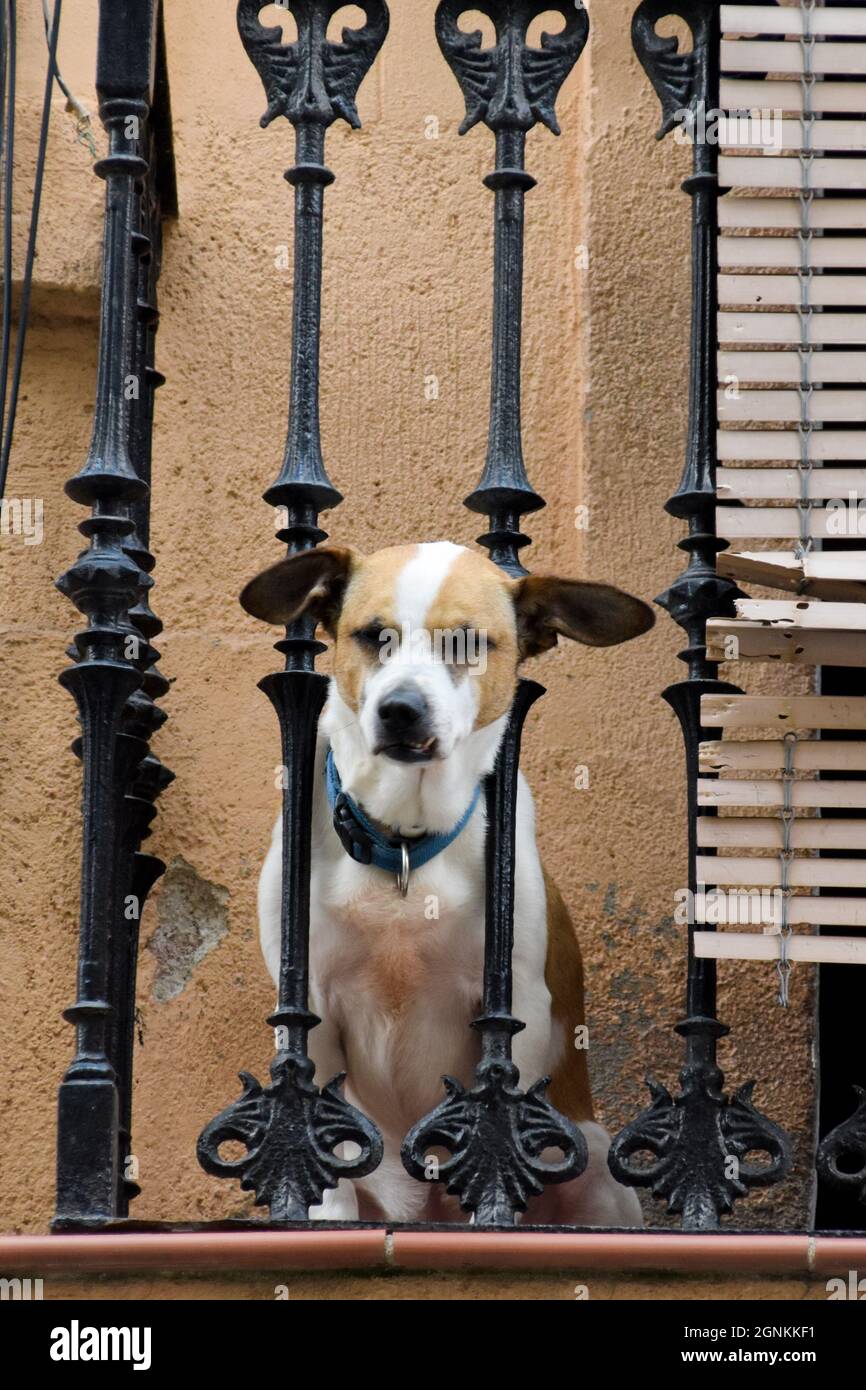 Summer dog balcony hi-res stock photography and images - Alamy