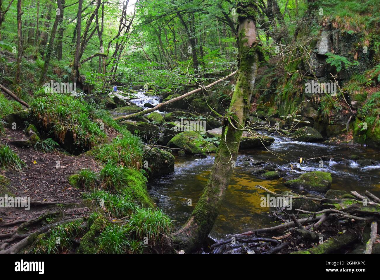Golitha Falls Cornwall Stock Photo - Alamy