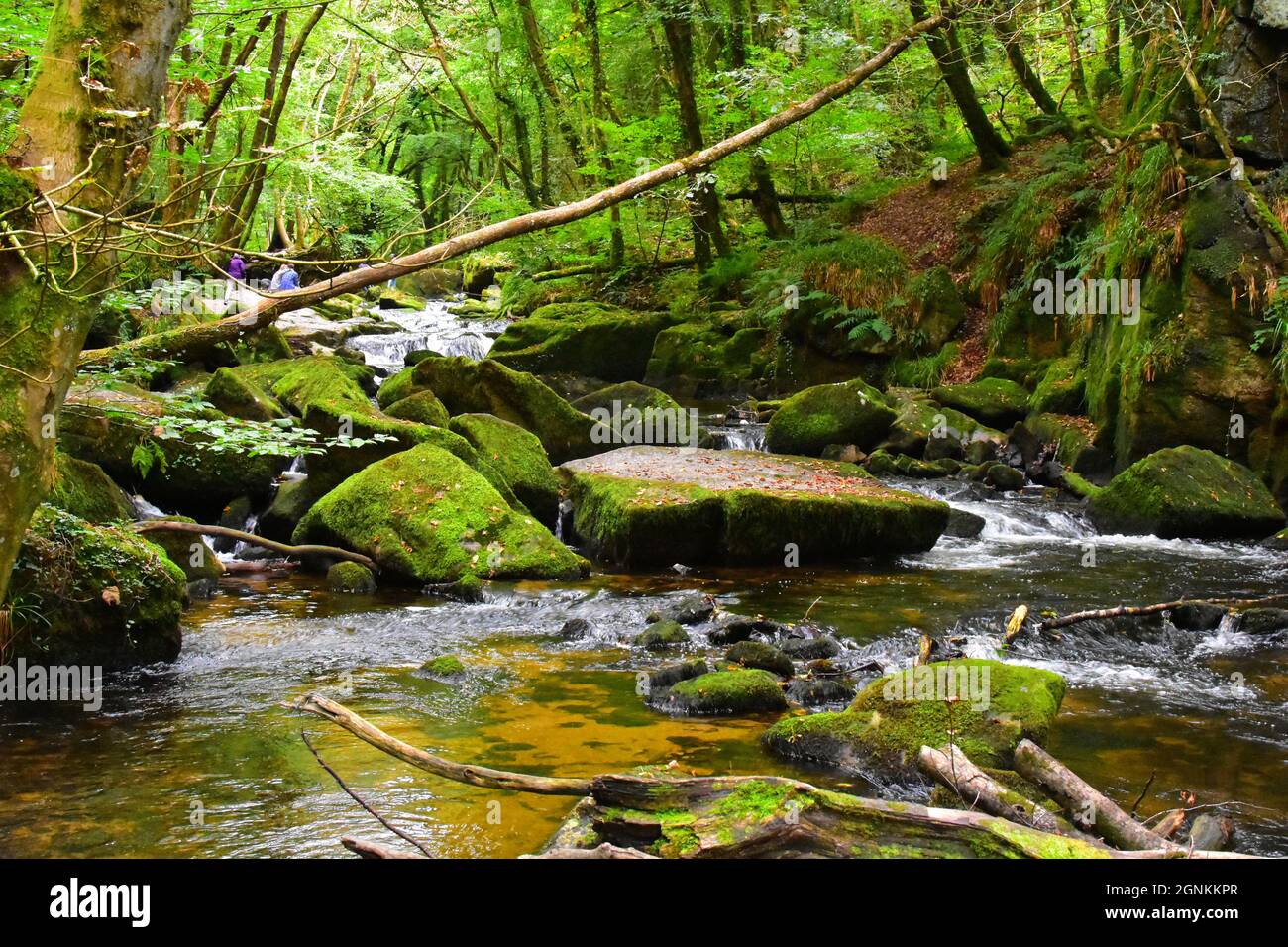 Golitha Falls Cornwall Stock Photo - Alamy