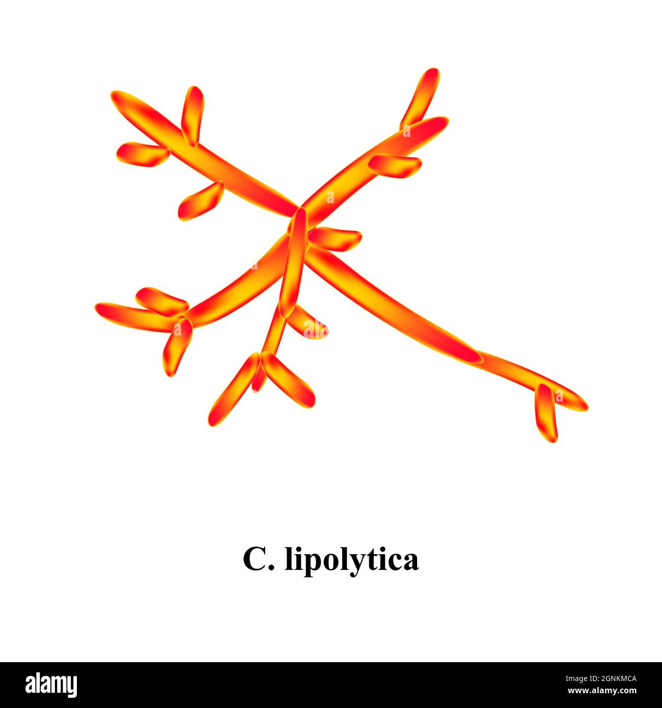 C. lipolytica candida. Pathogenic yeast-like fungi of the Candida type ...