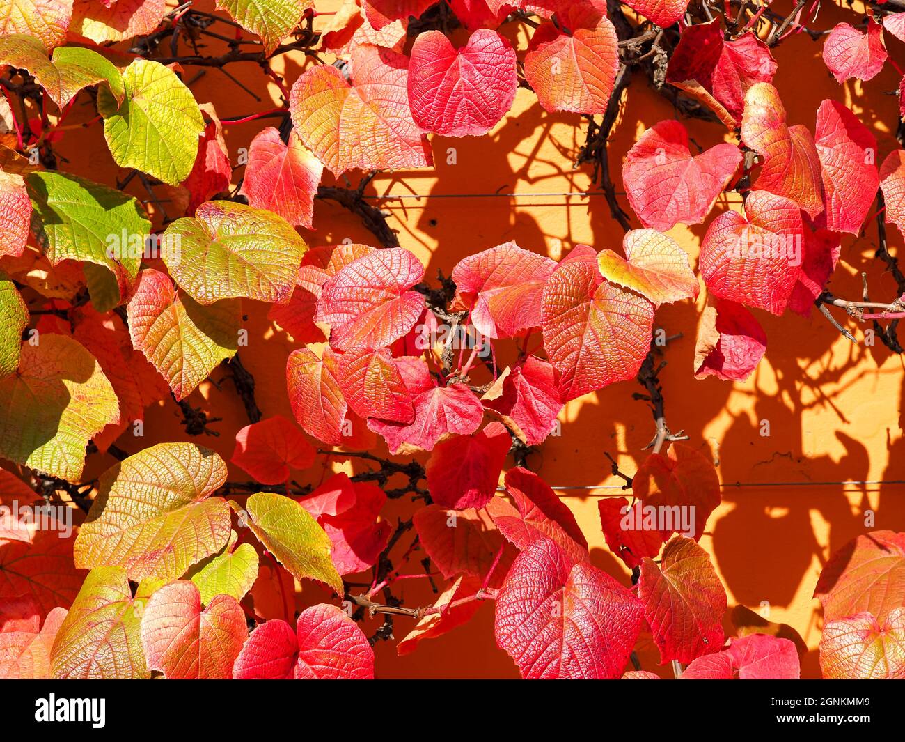 Beautiful red and orange vine leaves in early autumn Stock Photo - Alamy