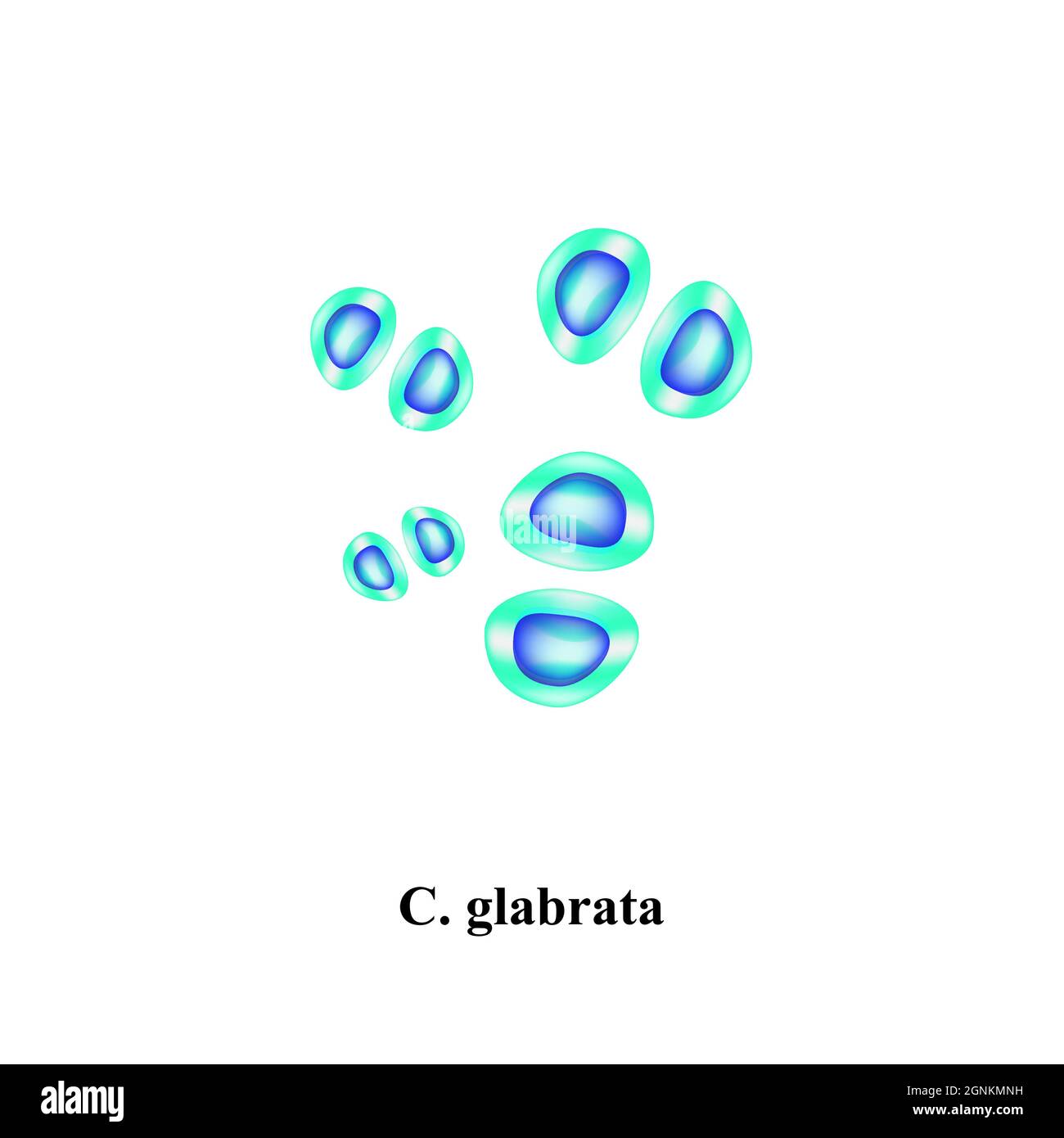 C. glabrata candida. Pathogenic yeast-like fungi of the Candida type ...