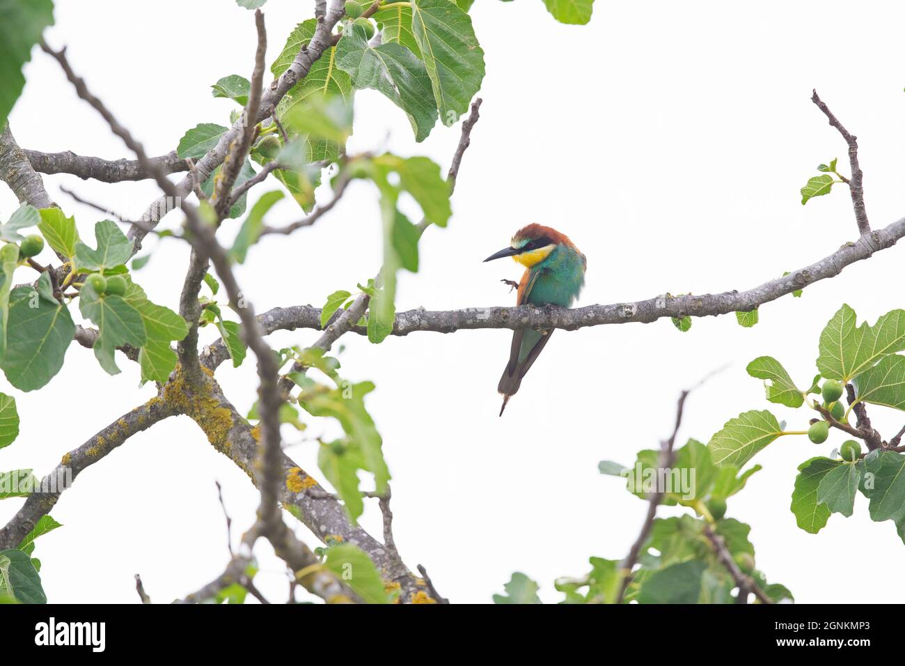 European bee-eater (Merops apiaster) perched in a tree Stock Photo - Alamy