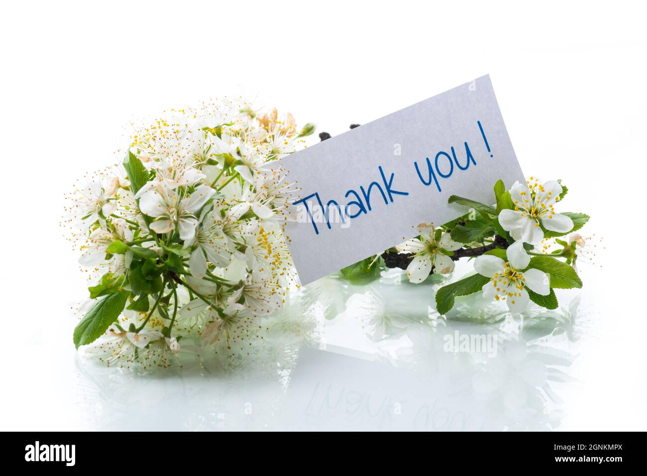 thank you card and blooming spring branch with flowers Stock Photo - Alamy