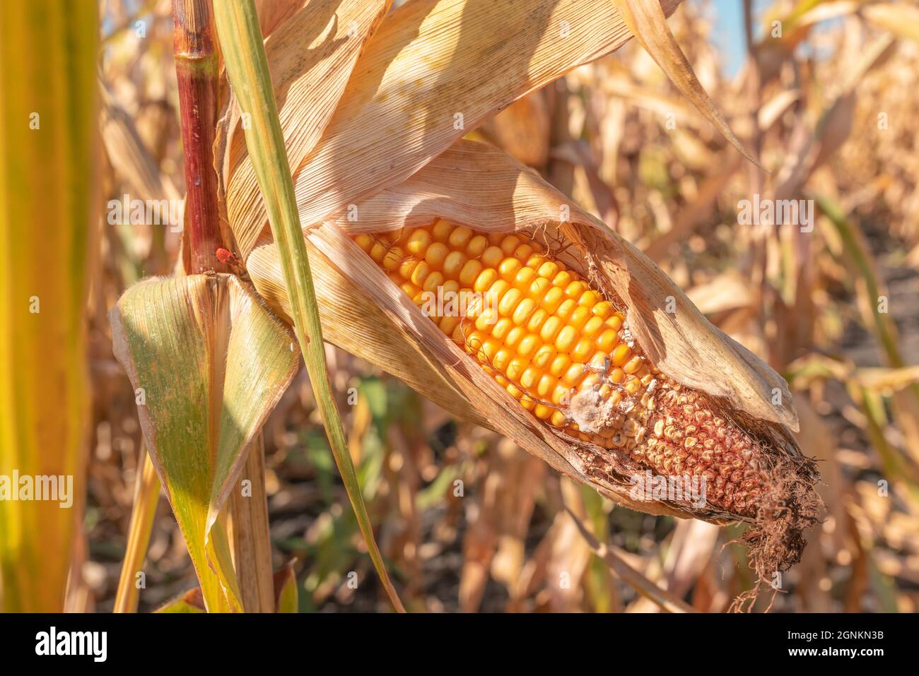 Fusarium corn ear rot damage. most common maize disease, selective ...