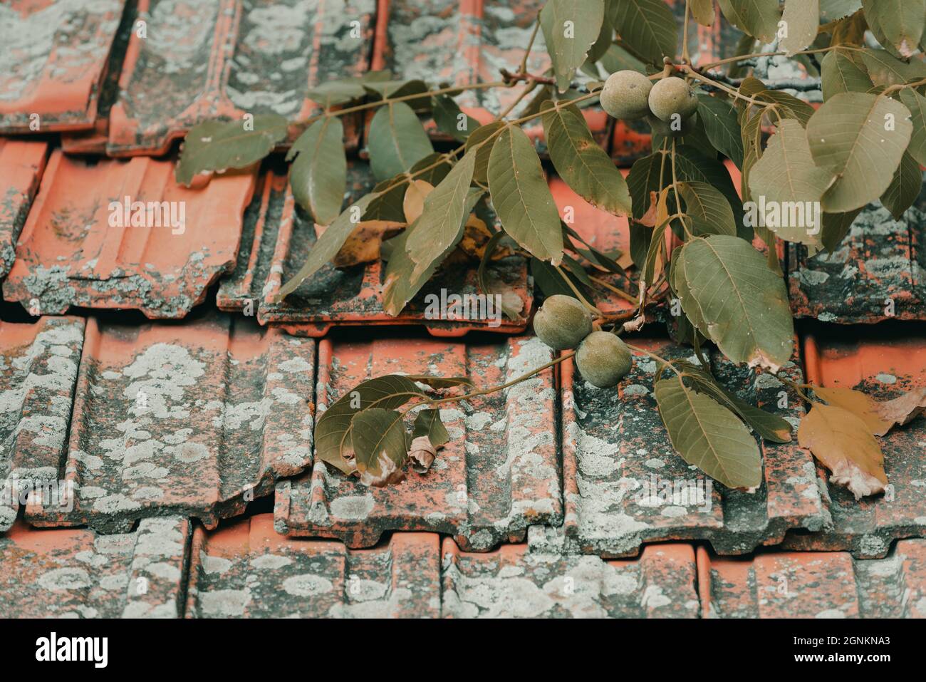 Husk Roof High Resolution Stock Photography and Images - Alamy