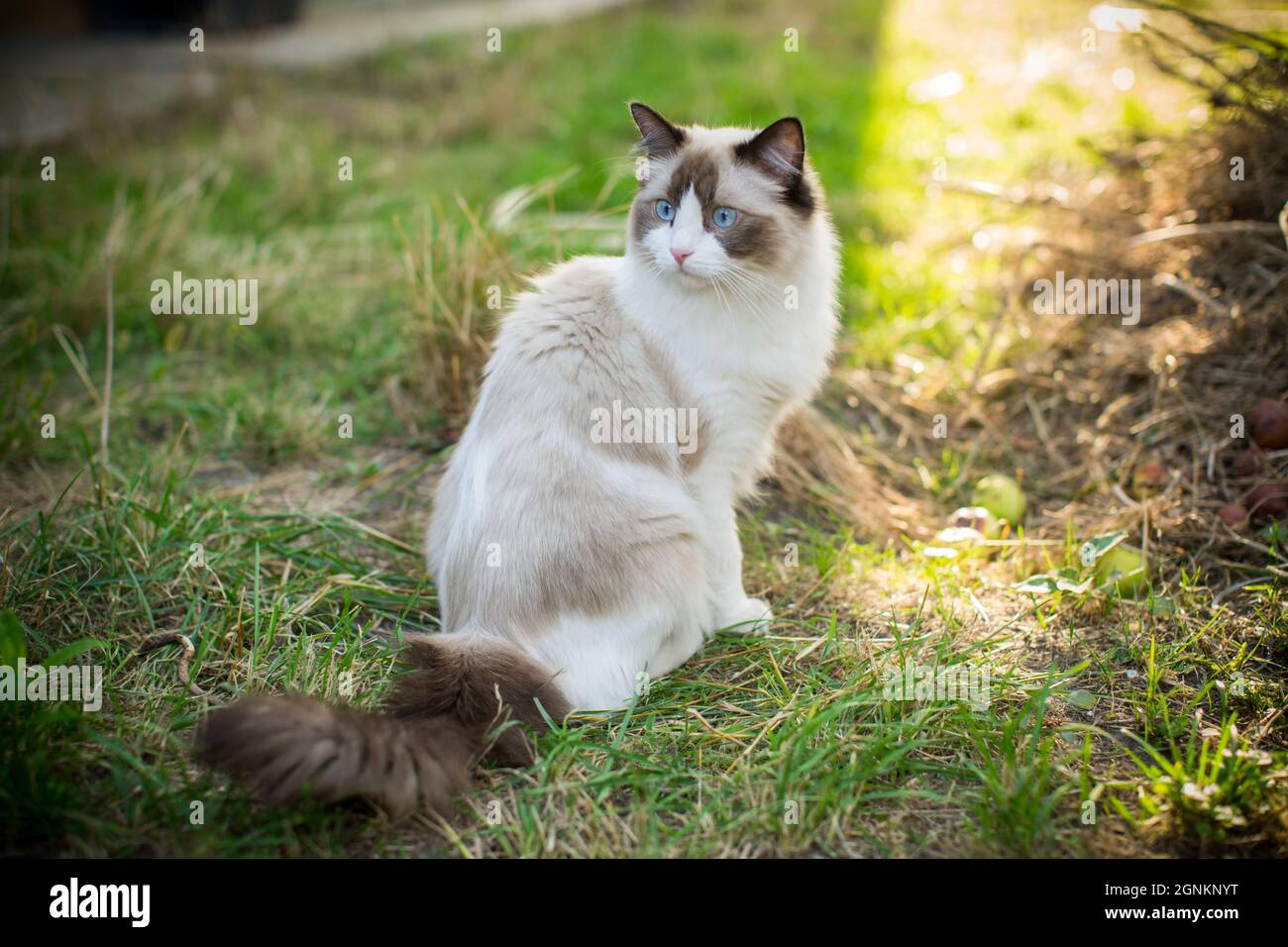 Ragdoll cat walks hi-res stock photography and images - Alamy