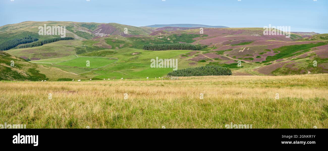 Scottish borders landscape hi-res stock photography and images - Alamy