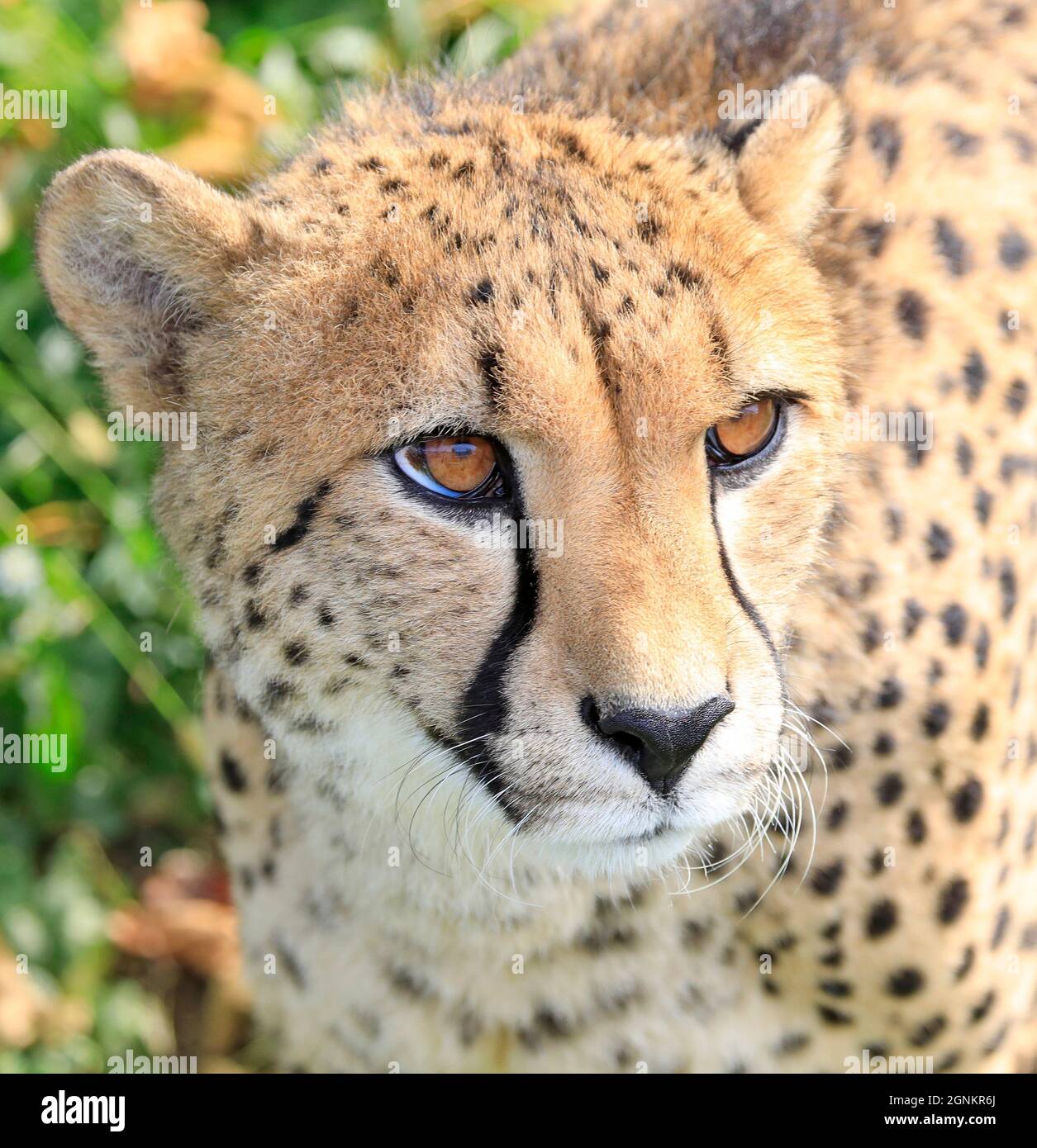 Portrait zoom hi-res stock photography and images - Alamy