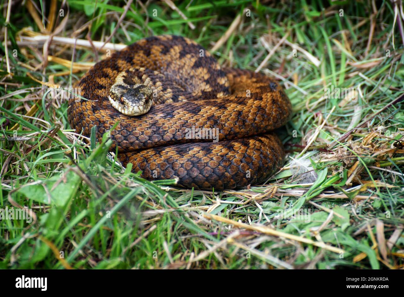 Common adder hi-res stock photography and images - Alamy