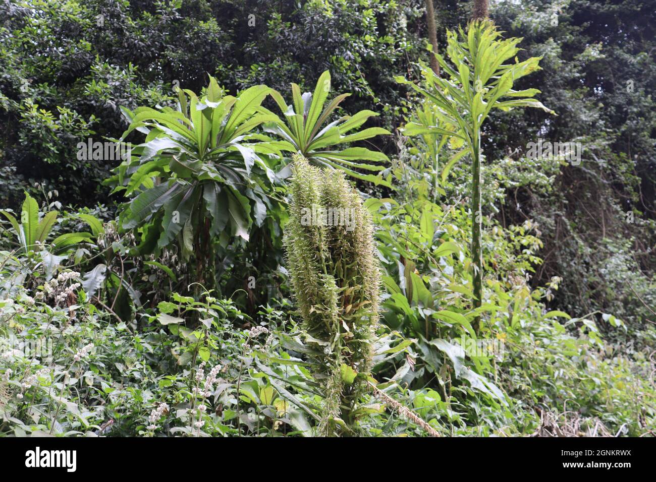 view mixed of forest green vegetation Stock Photo - Alamy
