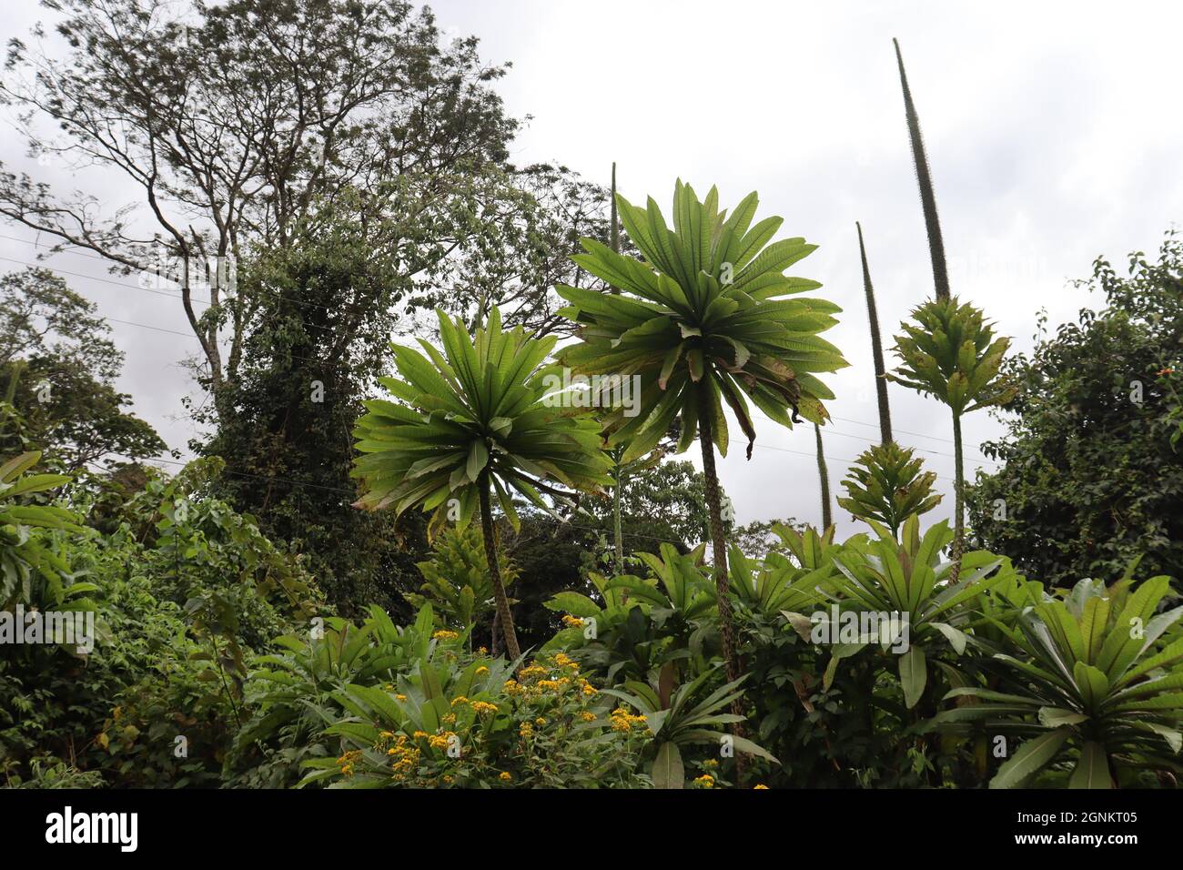 Green mixed forest park hi-res stock photography and images - Alamy