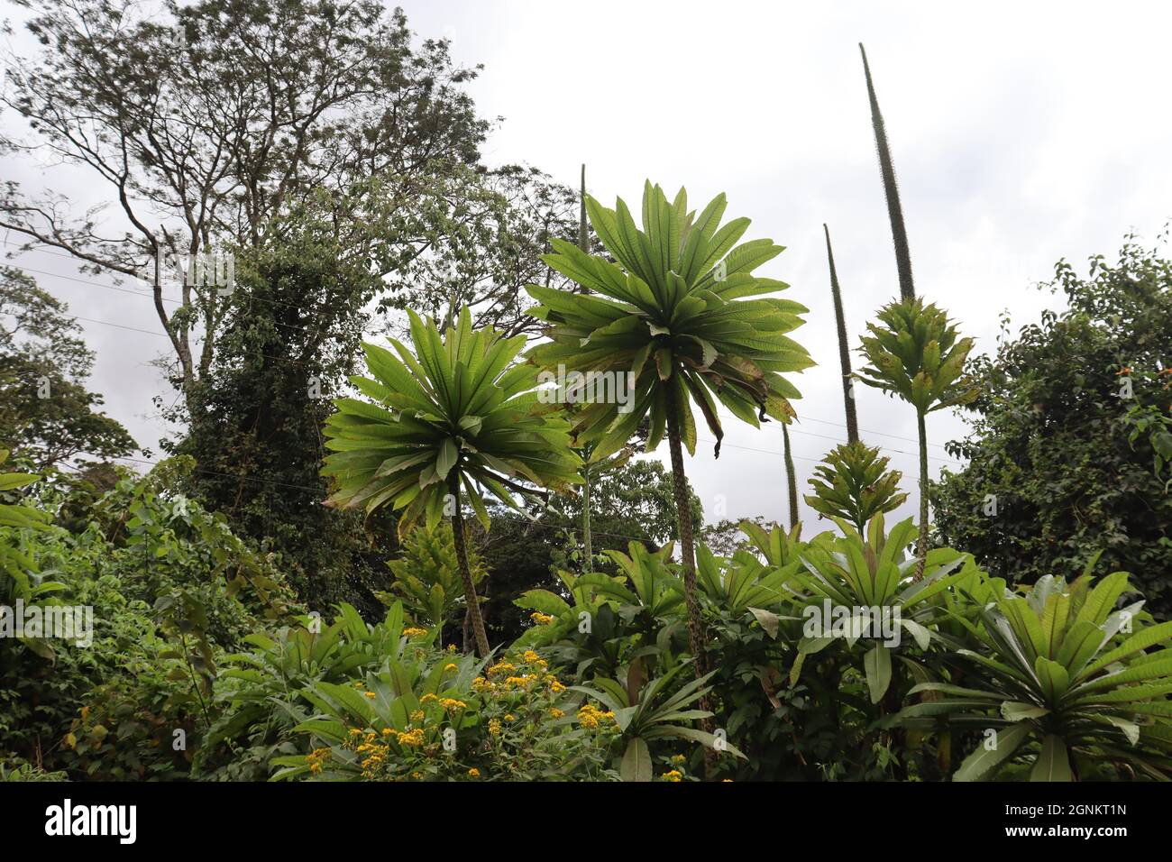 view mixed of forest green vegetation Stock Photo - Alamy