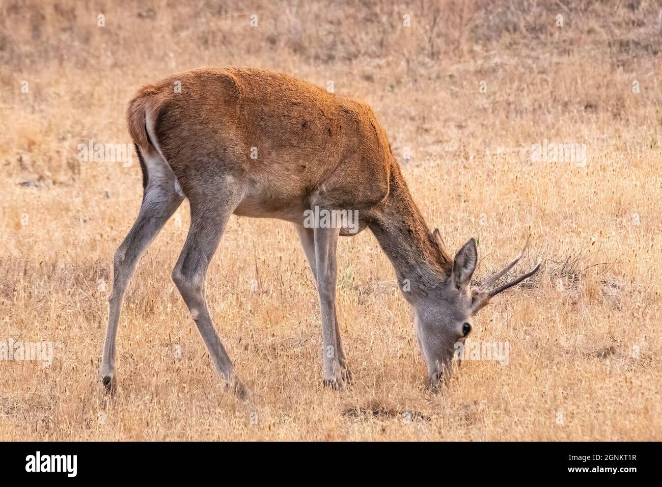 young male deer with fledgling antlers grazing in a dry meadow in ...