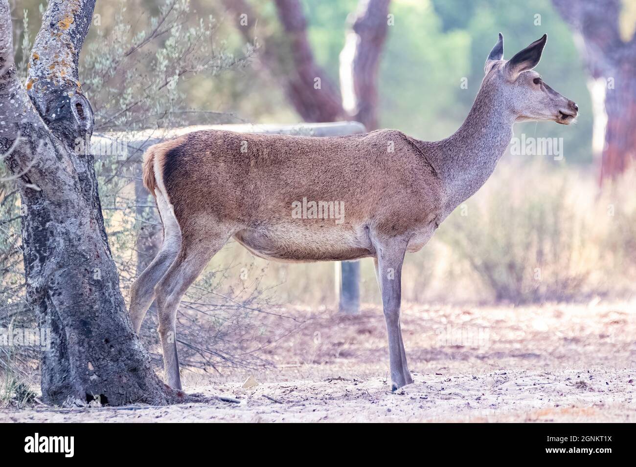 Sunset with deer hi-res stock photography and images - Alamy