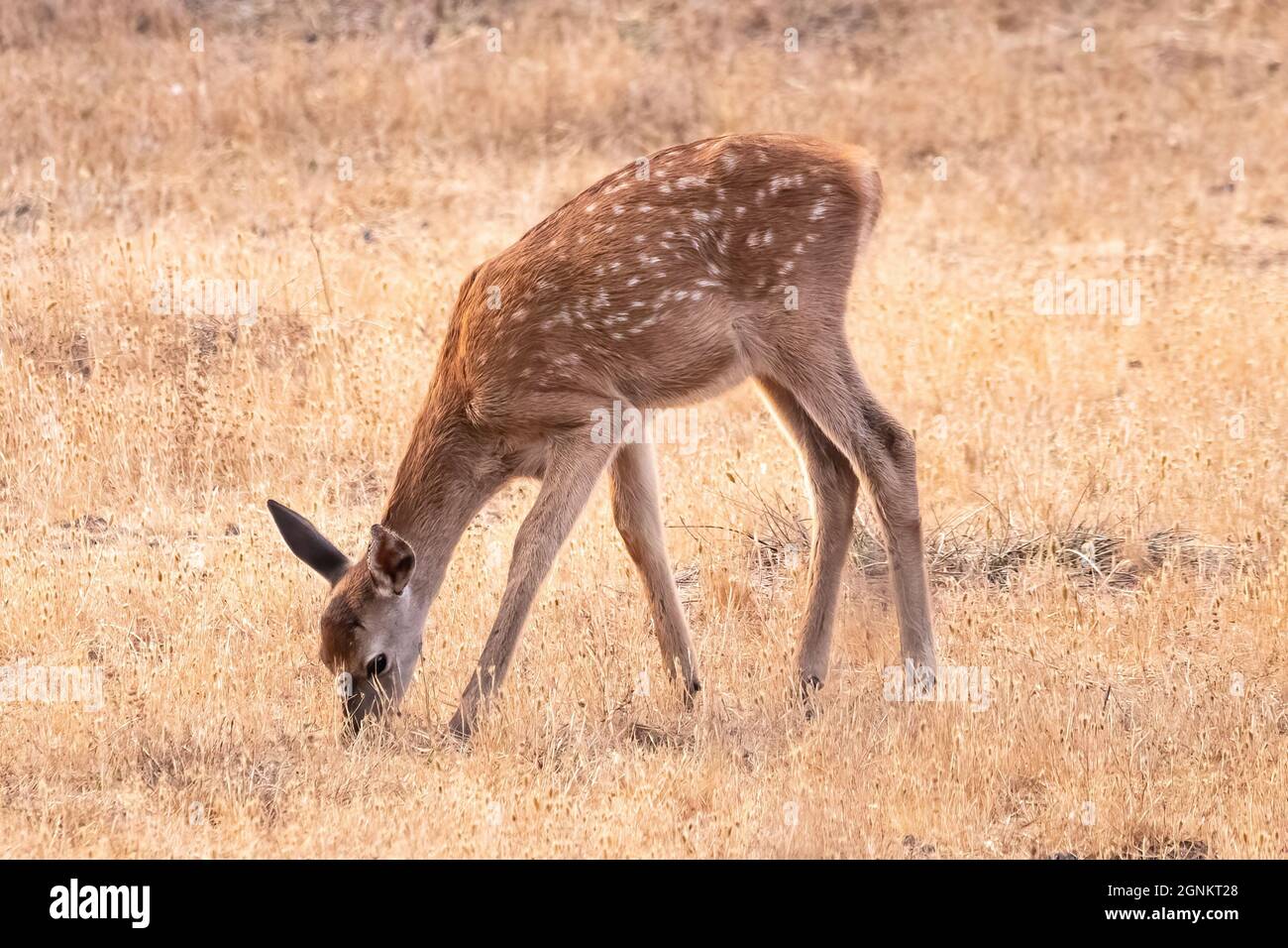 A baby deer grazing in the dry grass in autumn Stock Photo - Alamy
