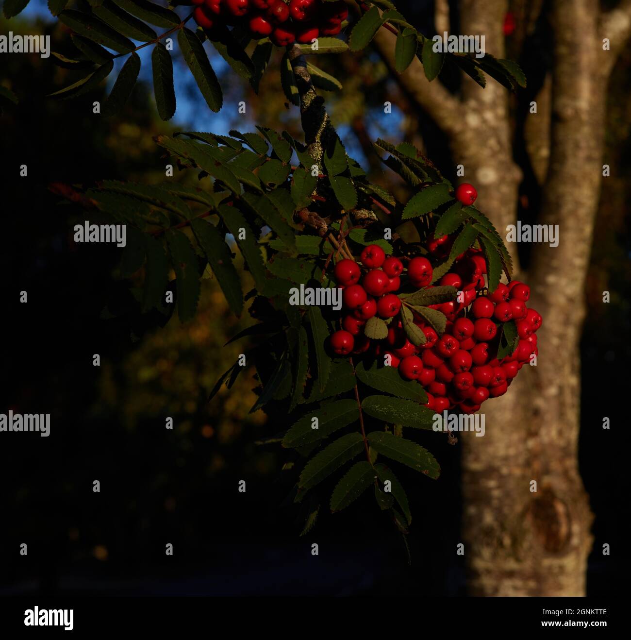 Red berries seen in a Sorbus tree in September Stock Photo - Alamy