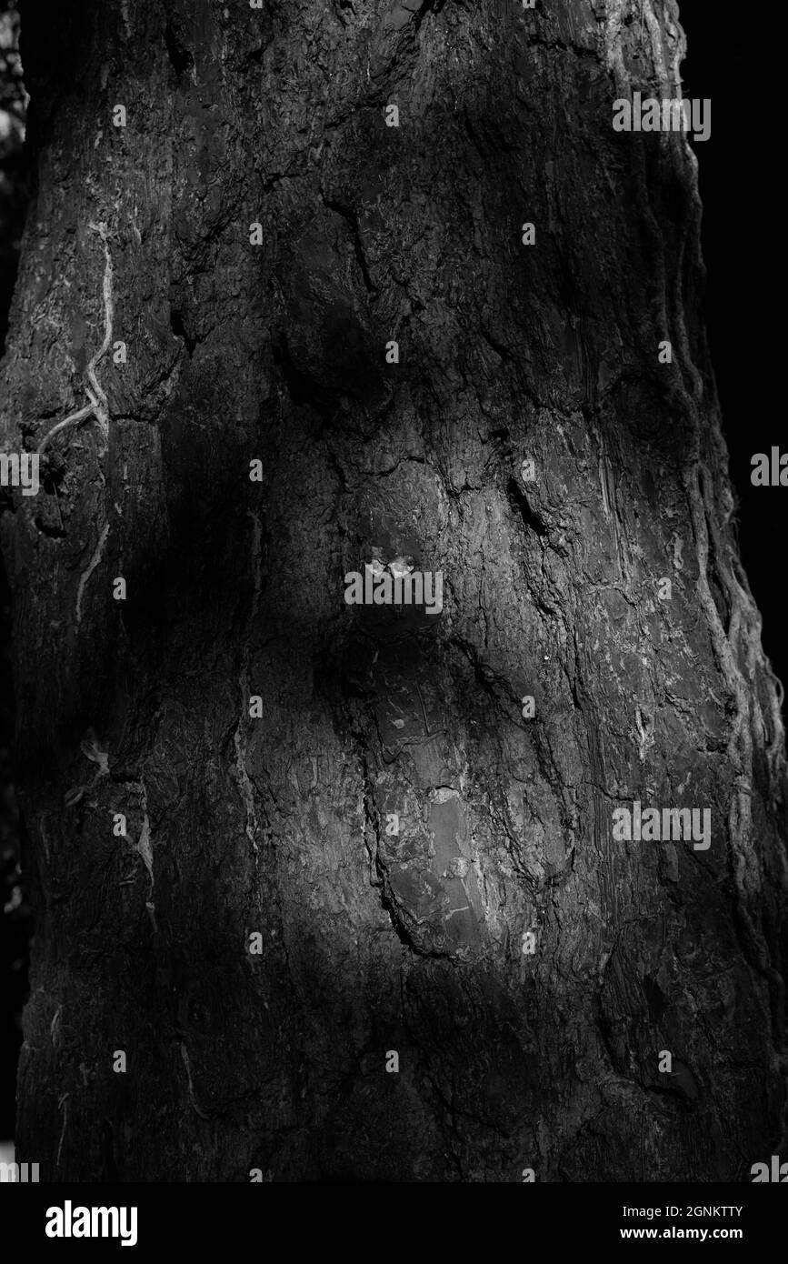 Tree parts Black and White Stock Photos & Images - Alamy