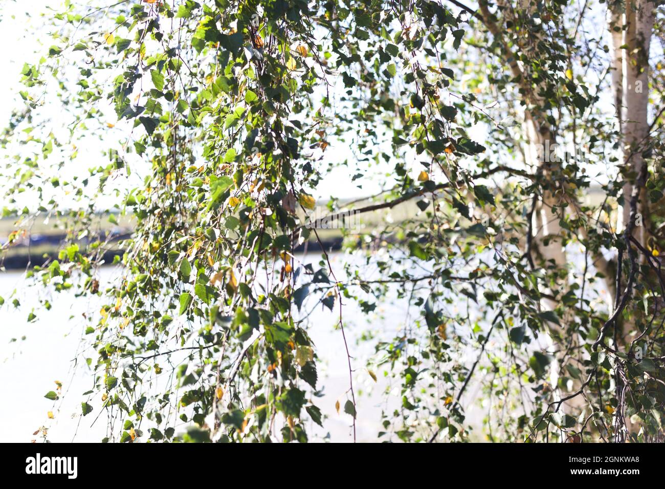 Weeping Silver Birch Tree ( Betula Utilis Pendula ) at Benfleet, Essex ...