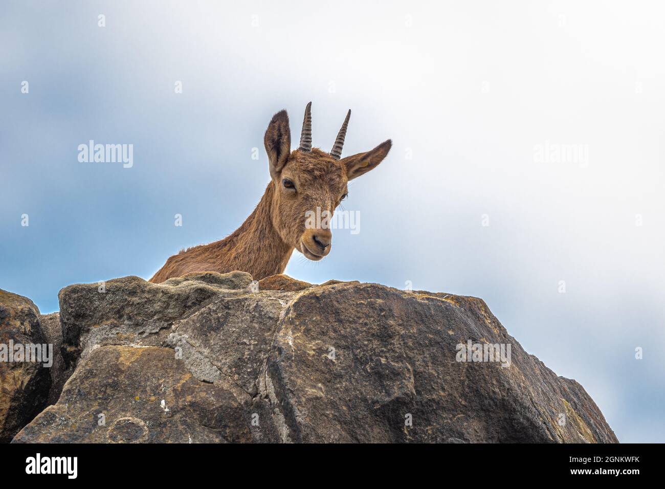 Female Siberian Ibex (Capra sibirica Stock Photo - Alamy