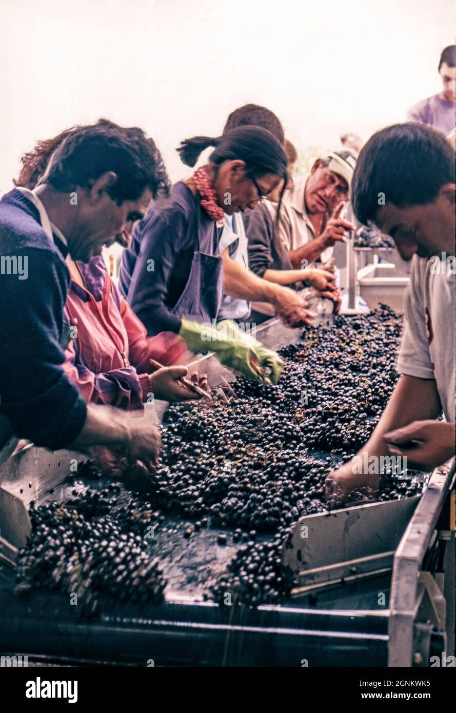 Merlot grape sorting triage table hi-res stock photography and images ...