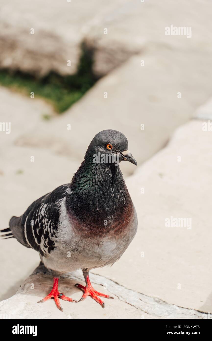 A vertical shot of a beautiful cute lovely pigeon perched on a concrete ...