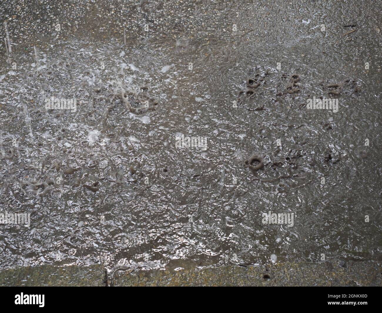 heavy pouring rain in a puddle of water Stock Photo - Alamy