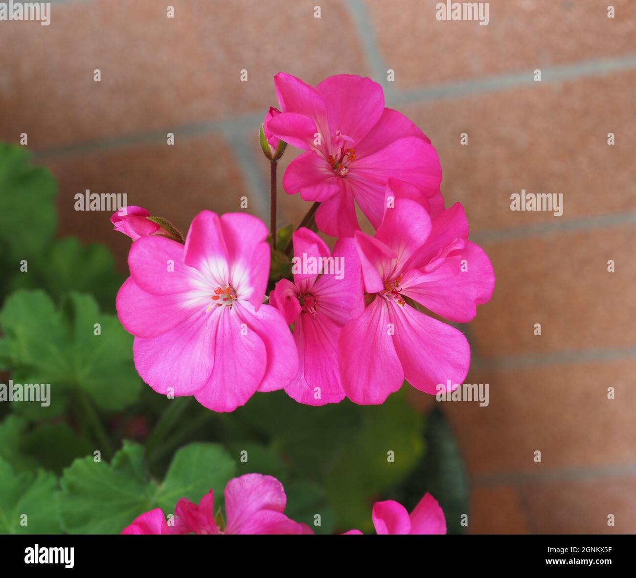geranium aka cranesbill (scientific classification Geraniales) plant ...
