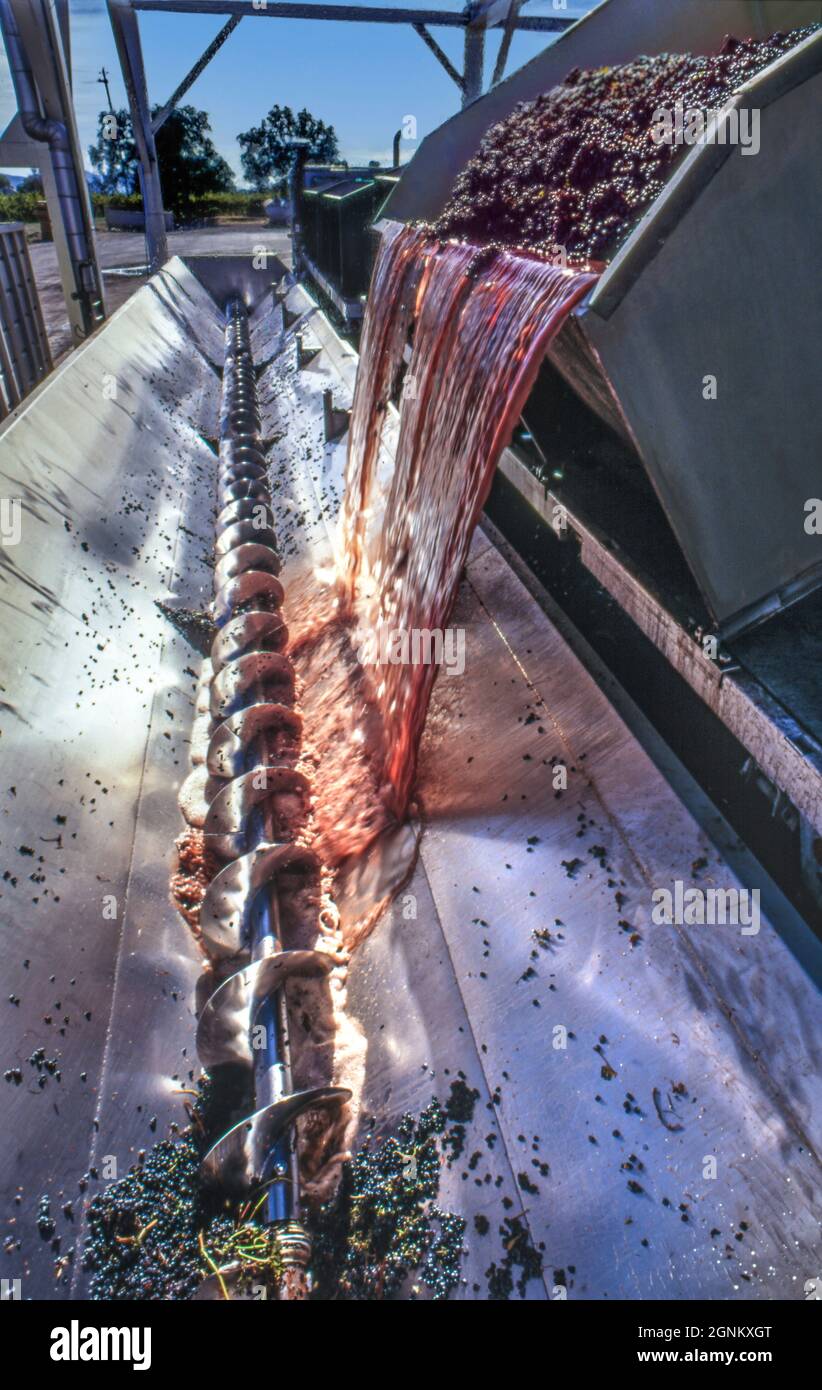 Pinot Noir Grapes hopper freshly harvested arrive outdoors in the ...