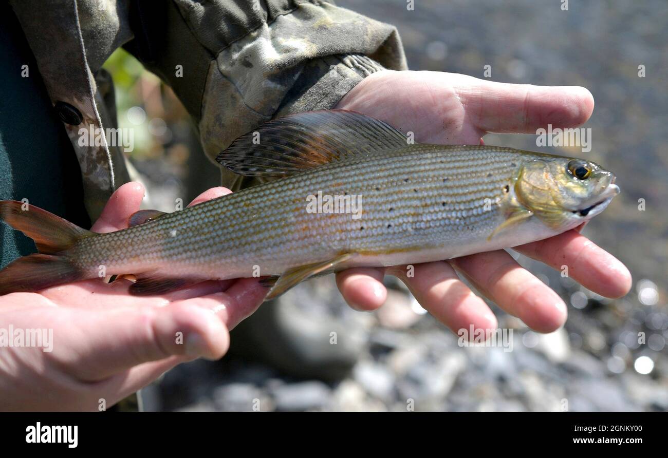 Siberian trout hi-res stock photography and images - Alamy