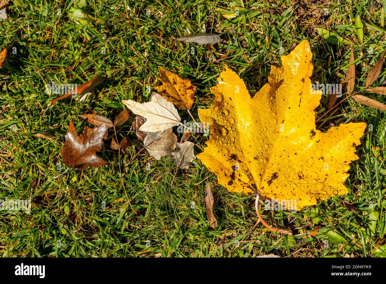 Autumn background with yellow leaves and rain drops Stock Photo - Alamy