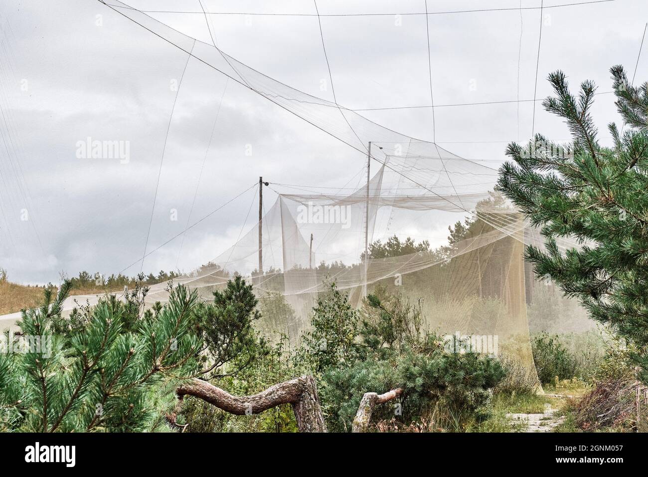Mesh funnel as trap for birds. Biological station for banding of birds ...