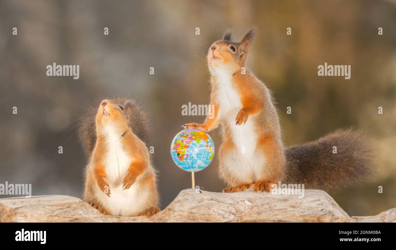 red squirrels standing with a earth globe Stock Photo - Alamy