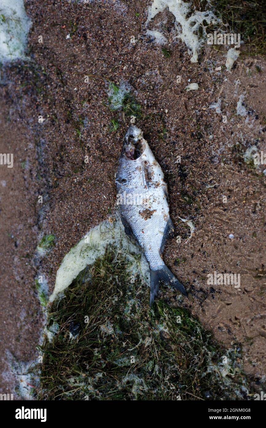 Dead fish on the shore of the lake. Fish on the sand Stock Photo - Alamy