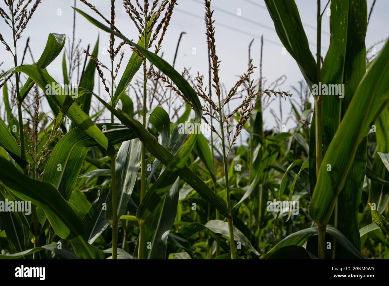 Maize crop with tassels in Welsh countryside during harvest season ...