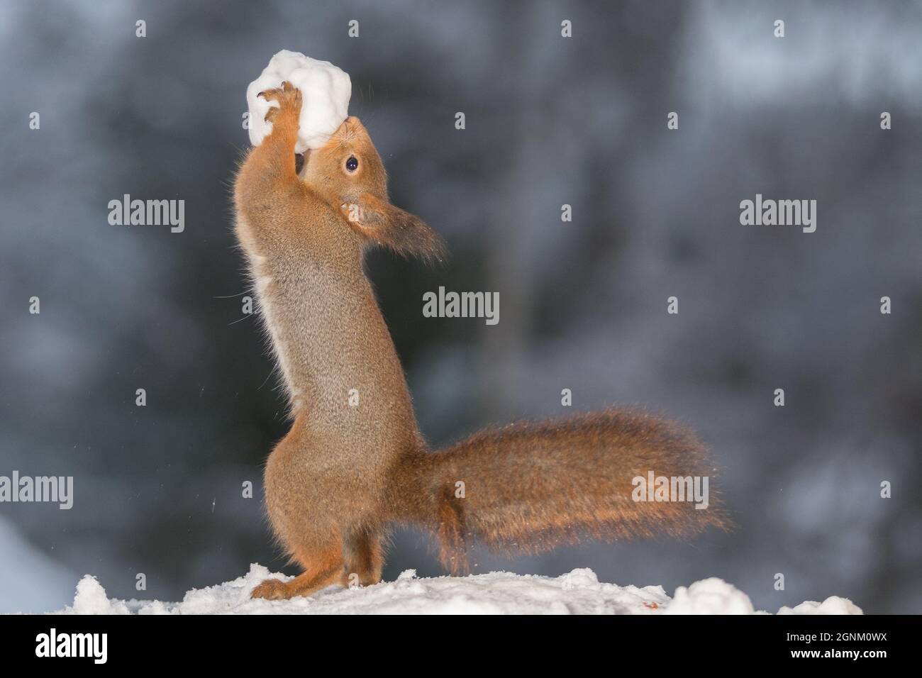 red squirrel standing in snow with snowball Stock Photo - Alamy